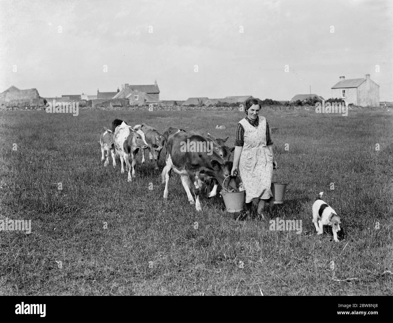 Cows following the farmer with the feed . 1936 Stock Photo - Alamy