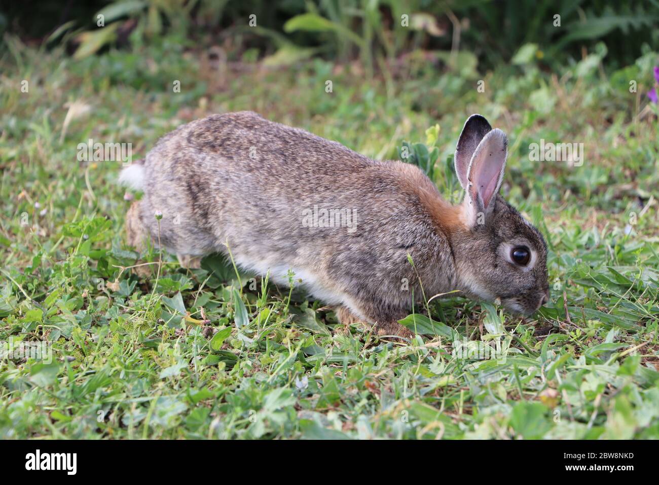 rabbit in a field Stock Photo - Alamy