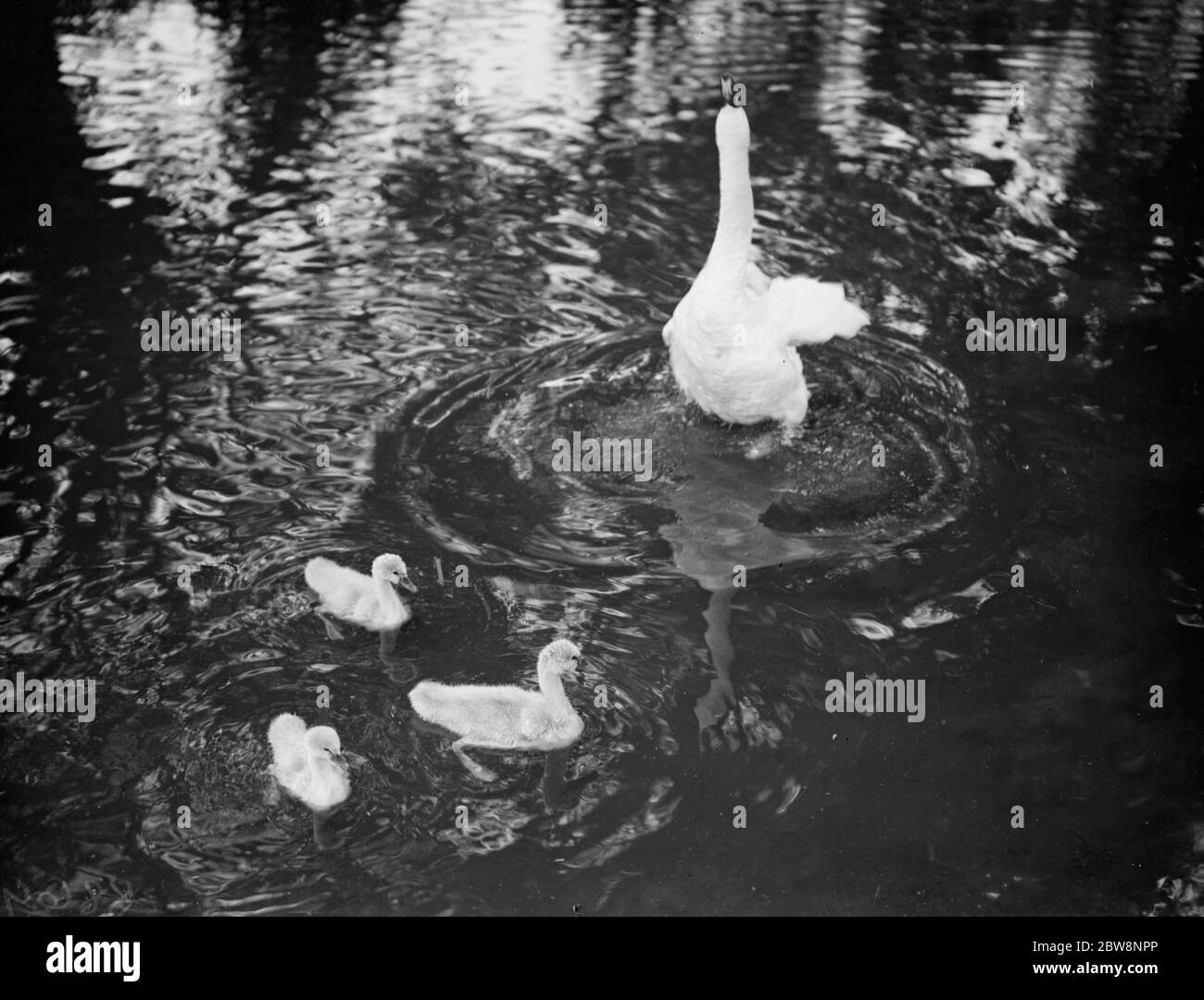 Cygnet river hi-res stock photography and images - Alamy