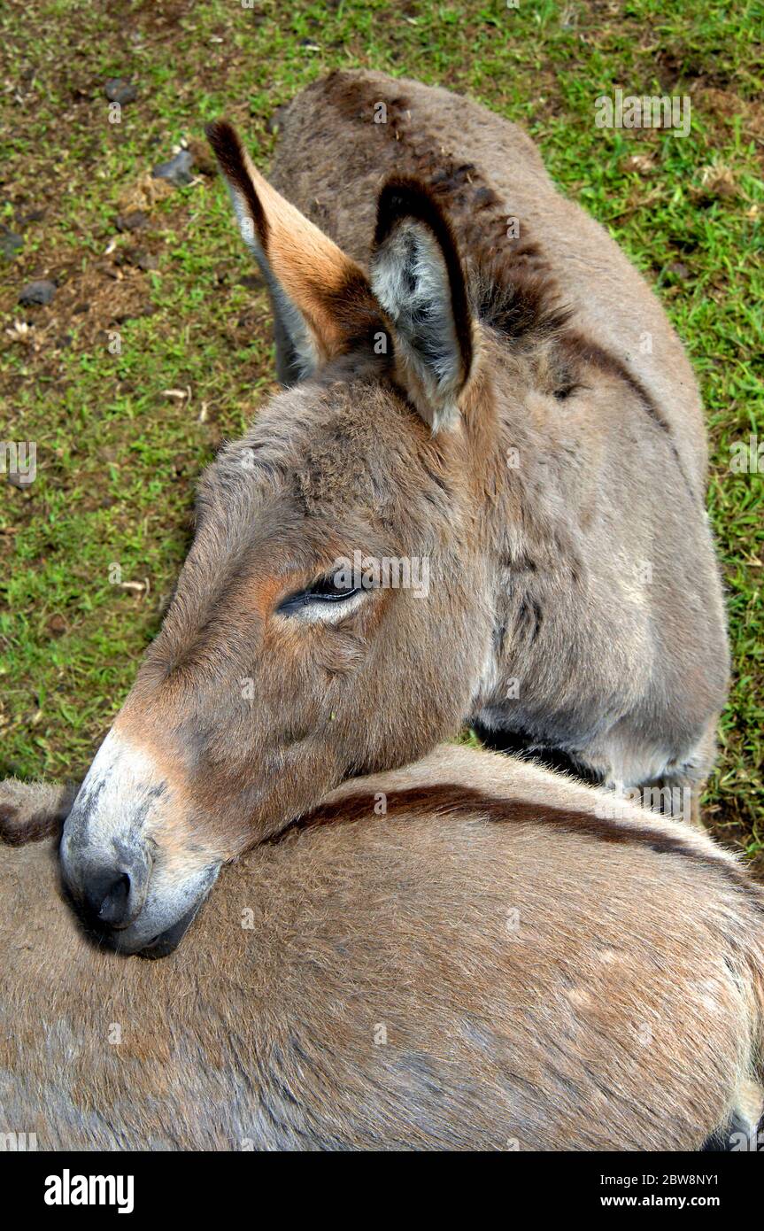 Two donkeys in the Panaewa Rain Forest Zoo on the Big Island of Hawaii ...