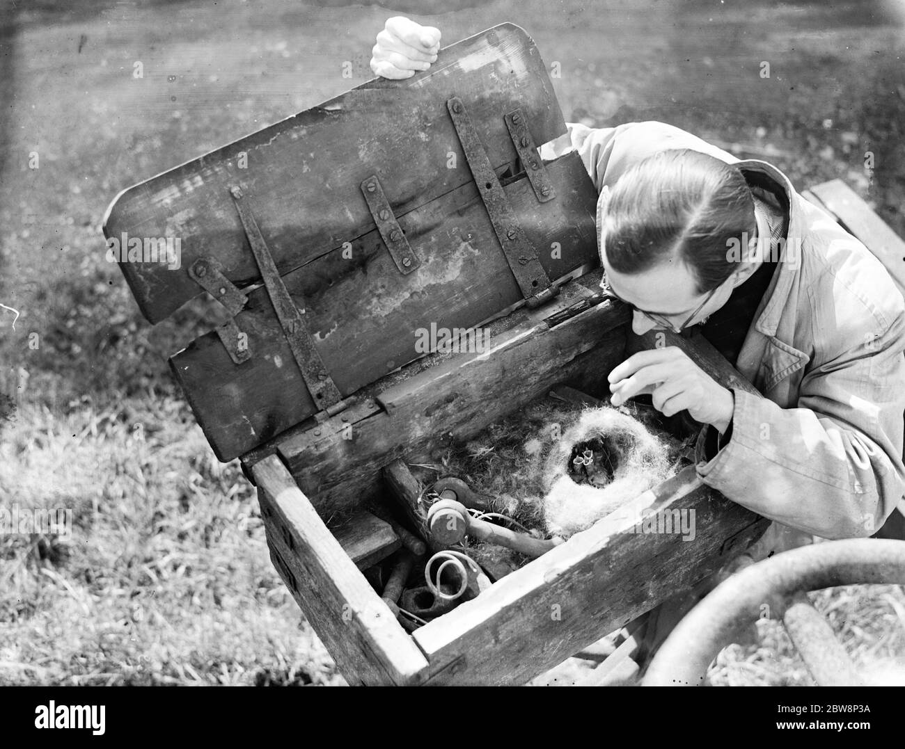Nest nesting box Black and White Stock Photos & Images - Alamy