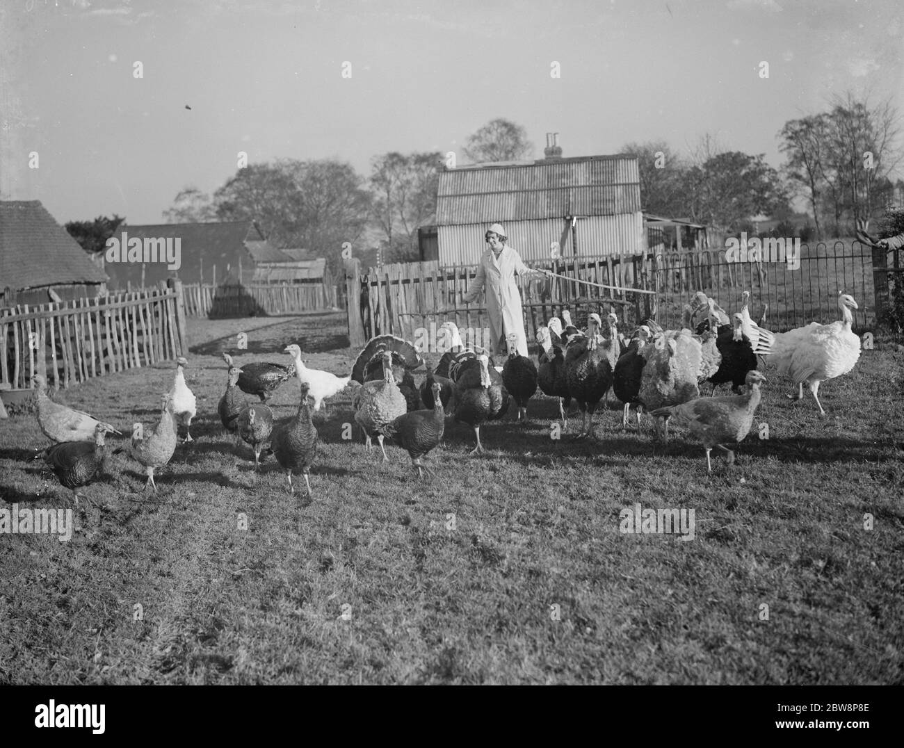Turkeys in the field Black and White Stock Photos & Images - Alamy