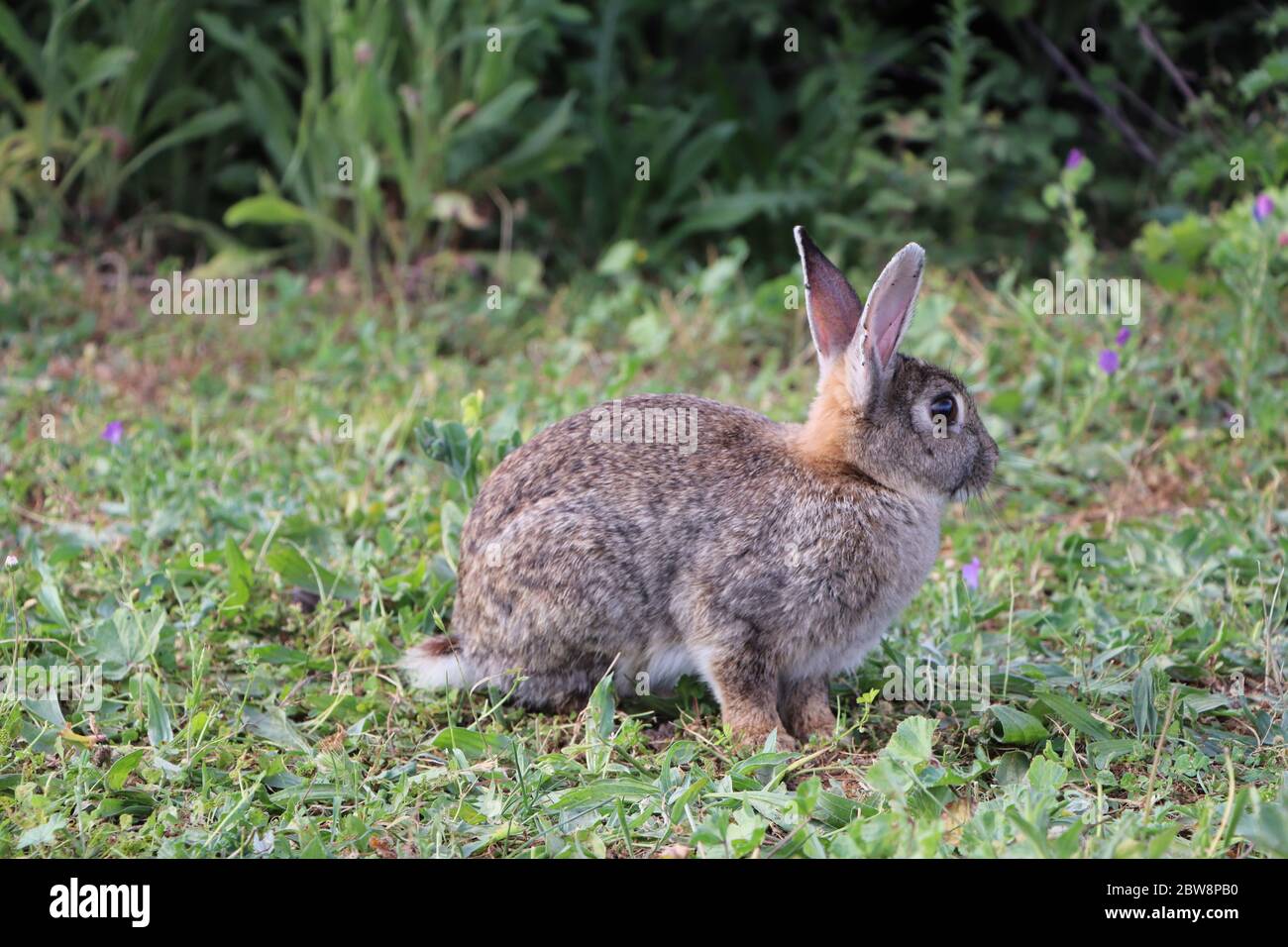 rabbit in a field Stock Photo - Alamy