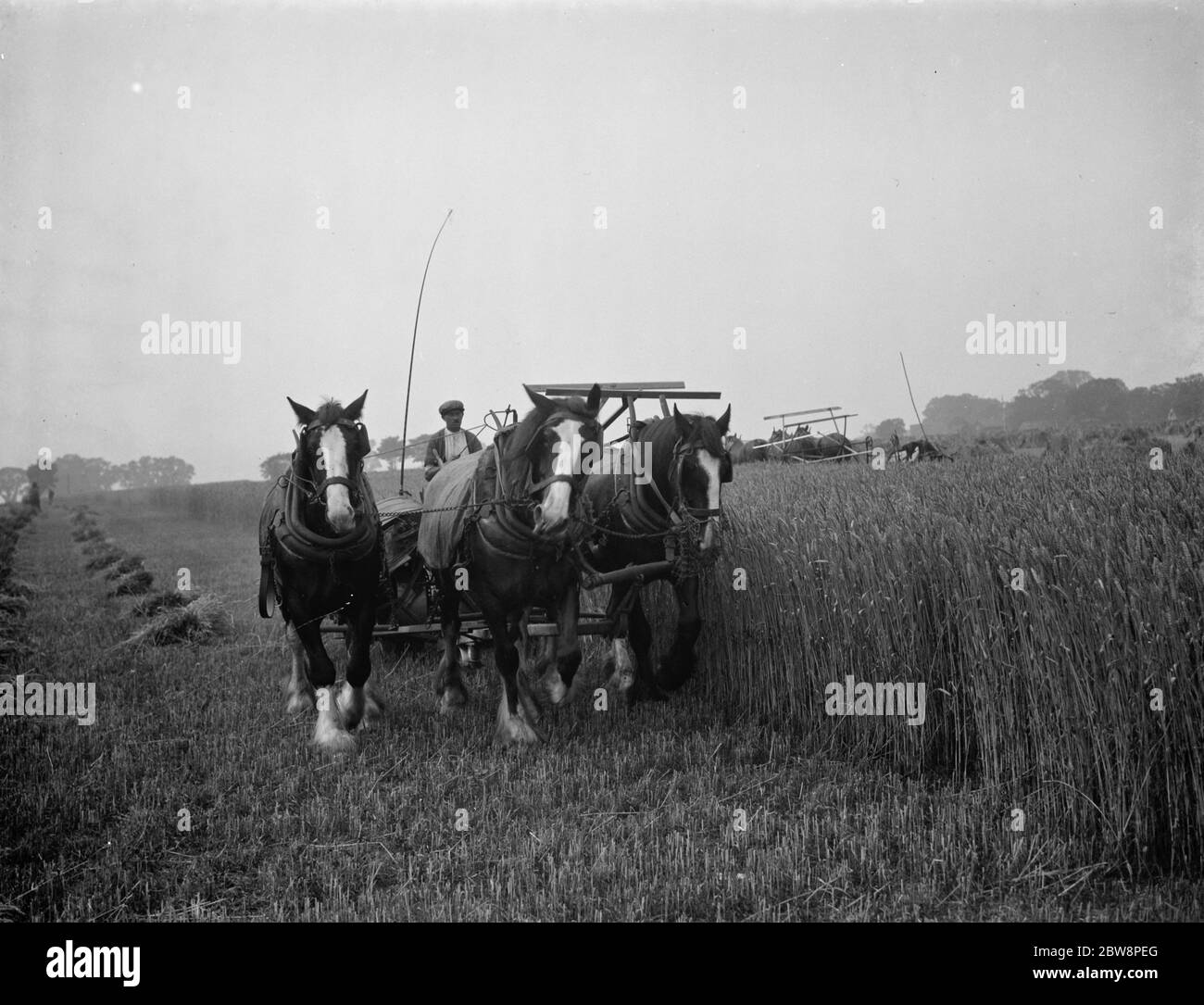 Working shire horse hi-res stock photography and images - Alamy