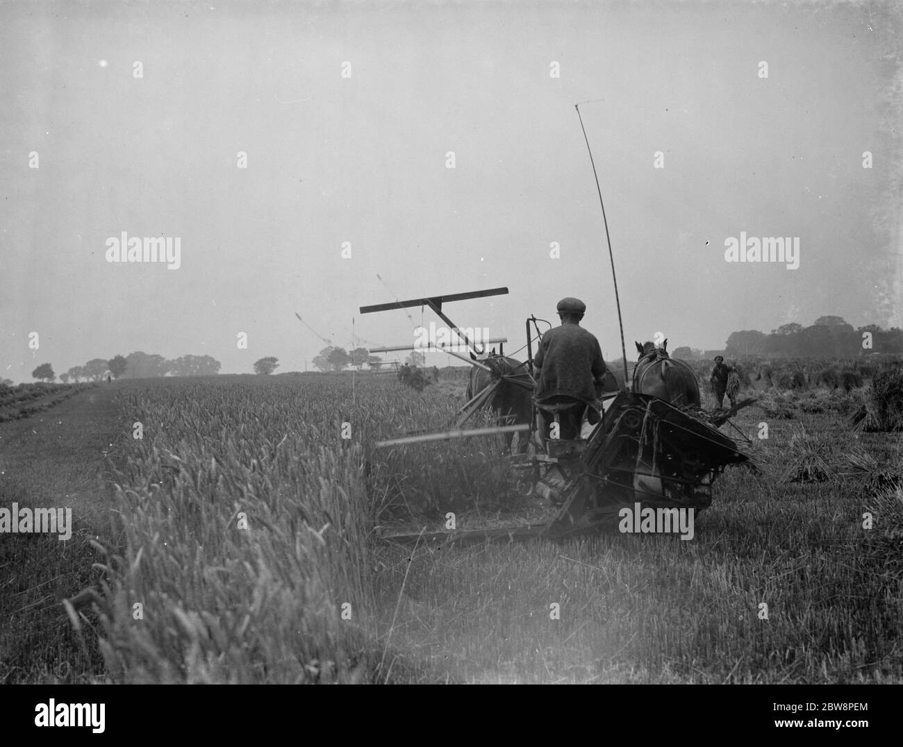 Working shire horse hi-res stock photography and images - Alamy