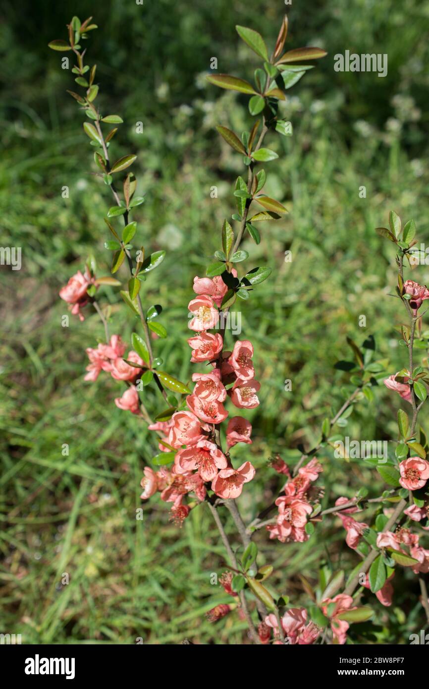 Tree bloom blossom beautiful flowers in spring season Stock Photo - Alamy