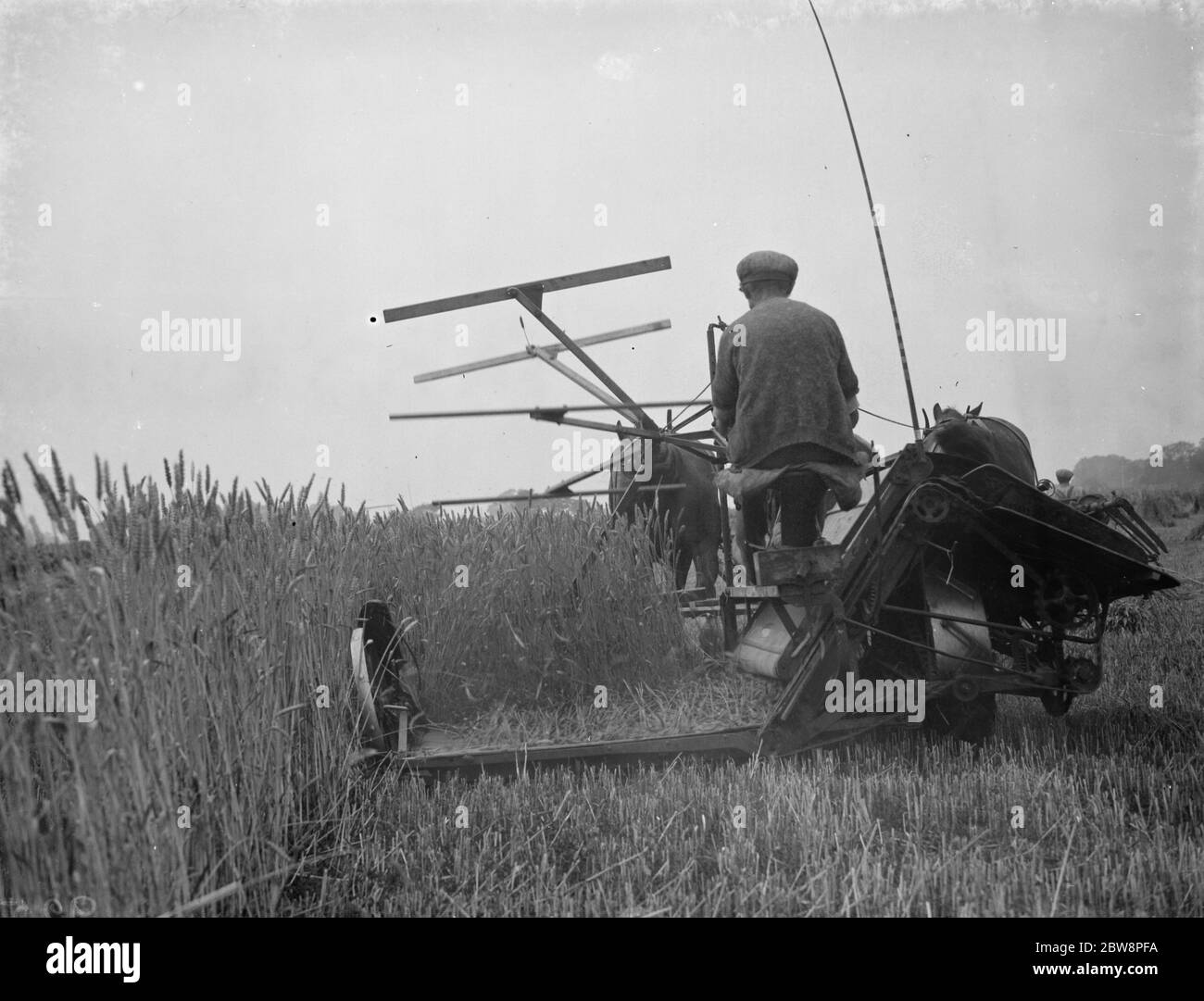 Working shire horse hi-res stock photography and images - Alamy