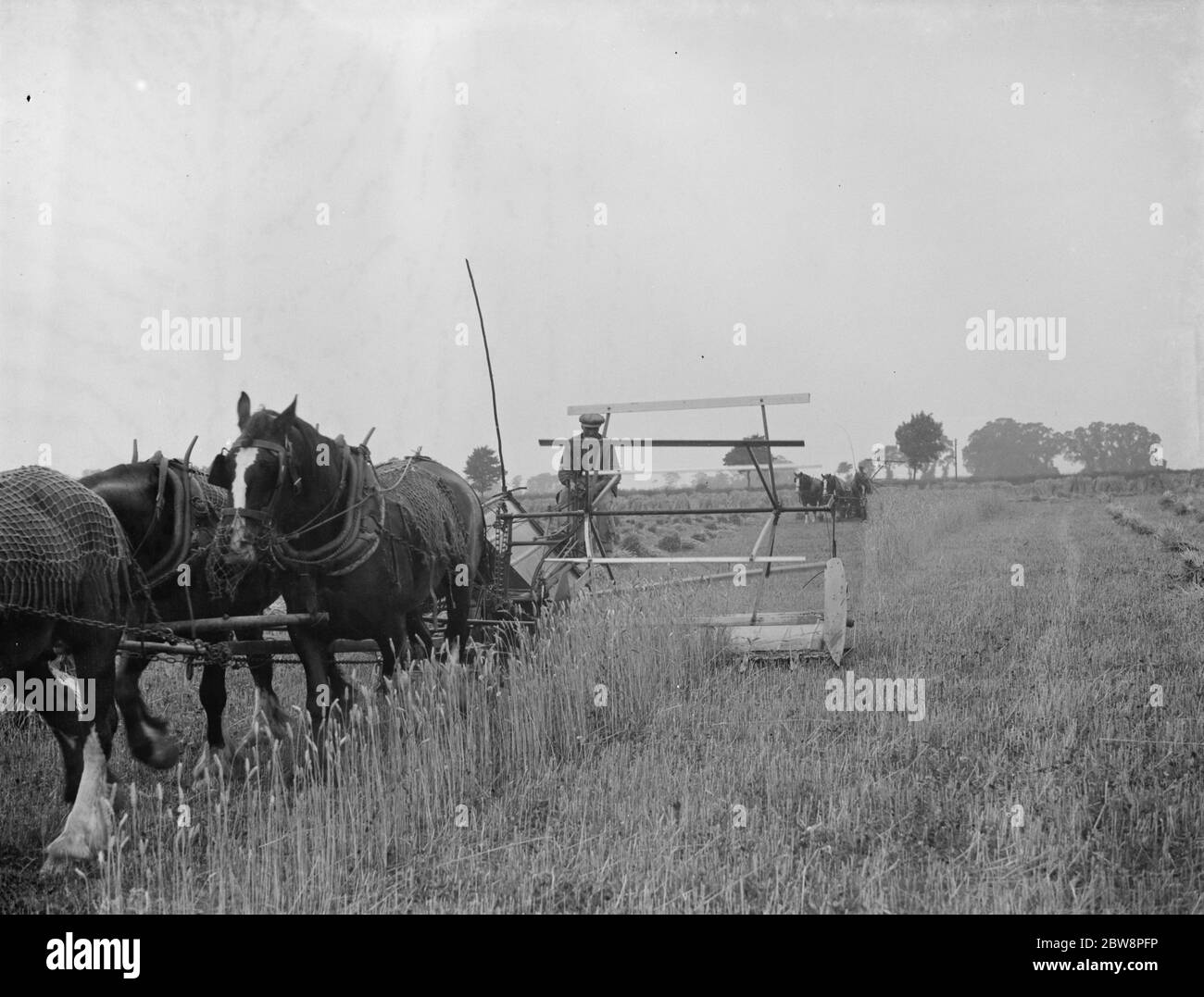 Working shire horse hi-res stock photography and images - Alamy