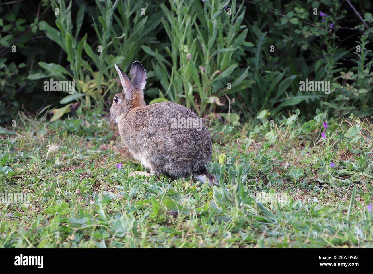 Potter park zoo hi-res stock photography and images - Alamy