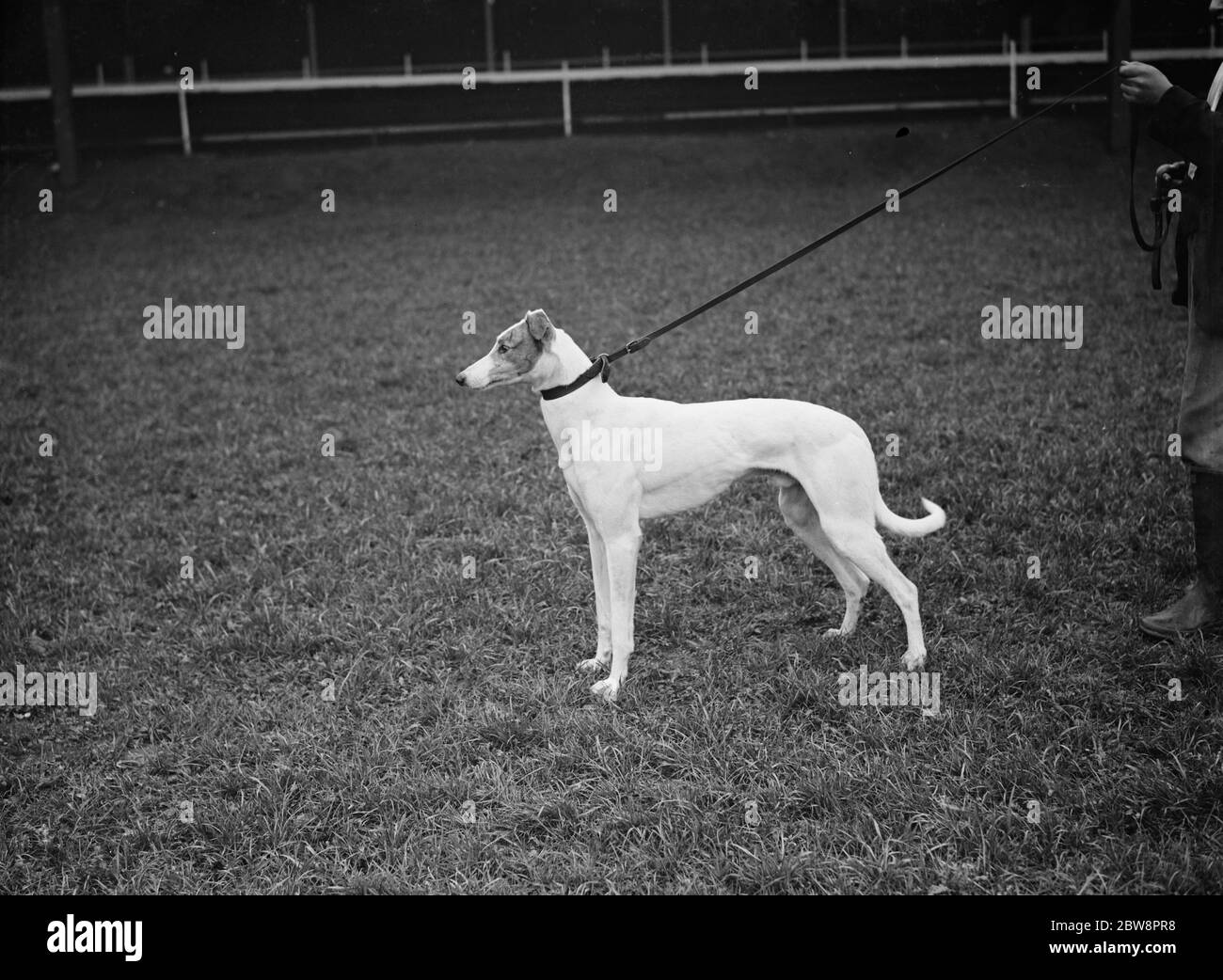 Crayford greyhound racing hi-res stock photography and images - Alamy