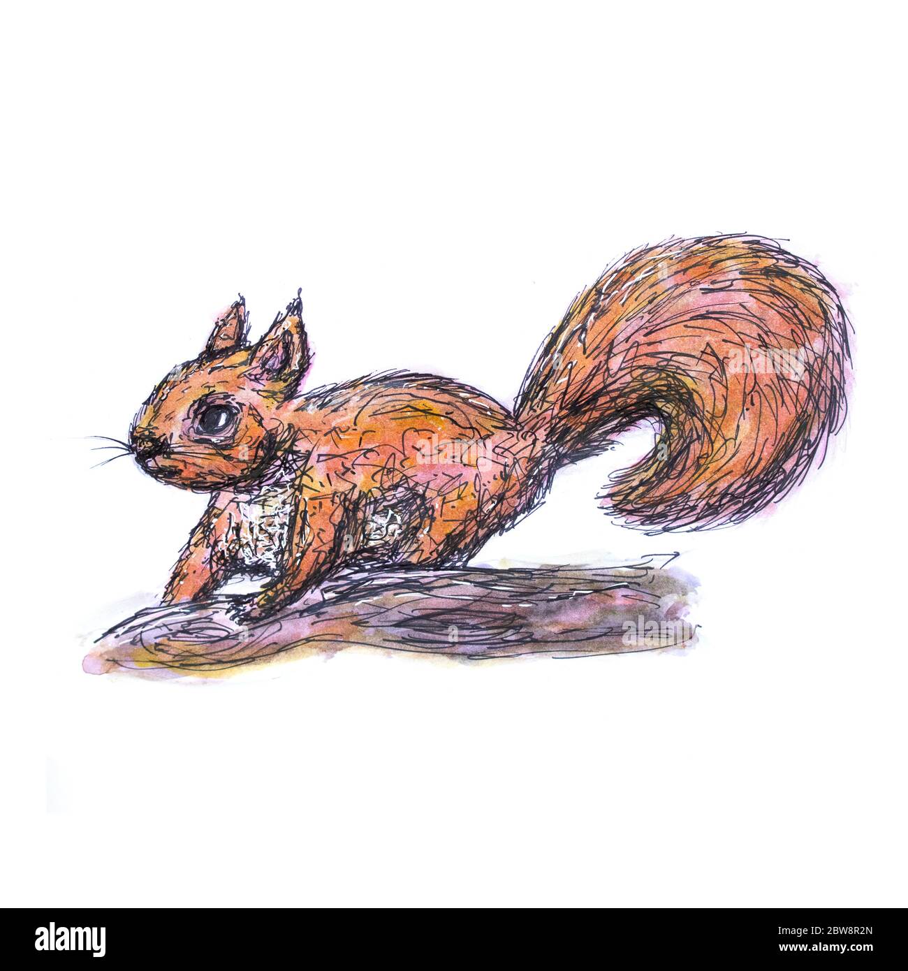 Evil Squirrel Drawing