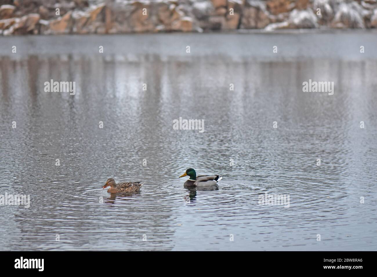 Pond in winter Stock Photo - Alamy