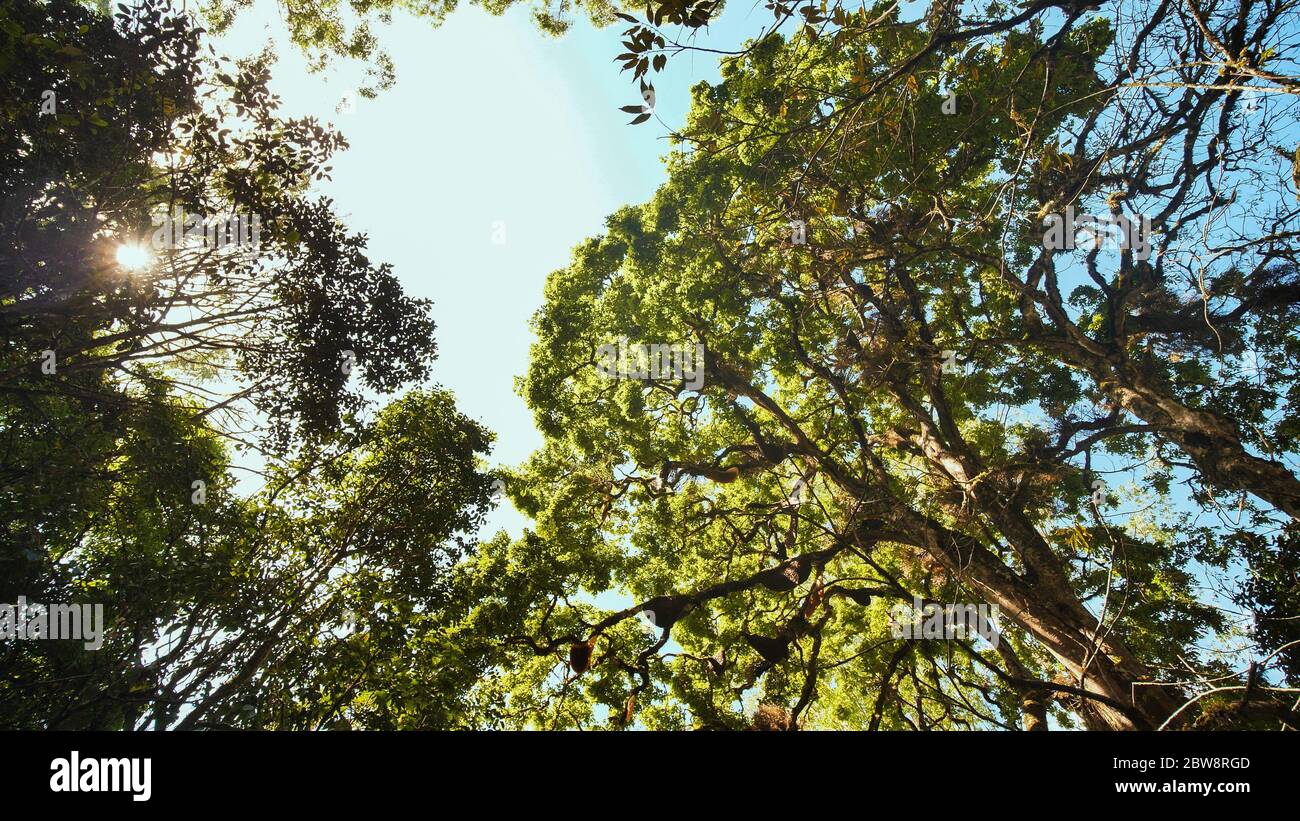 Oak tree in the forest surrounding the city of Munnar. India Stock ...