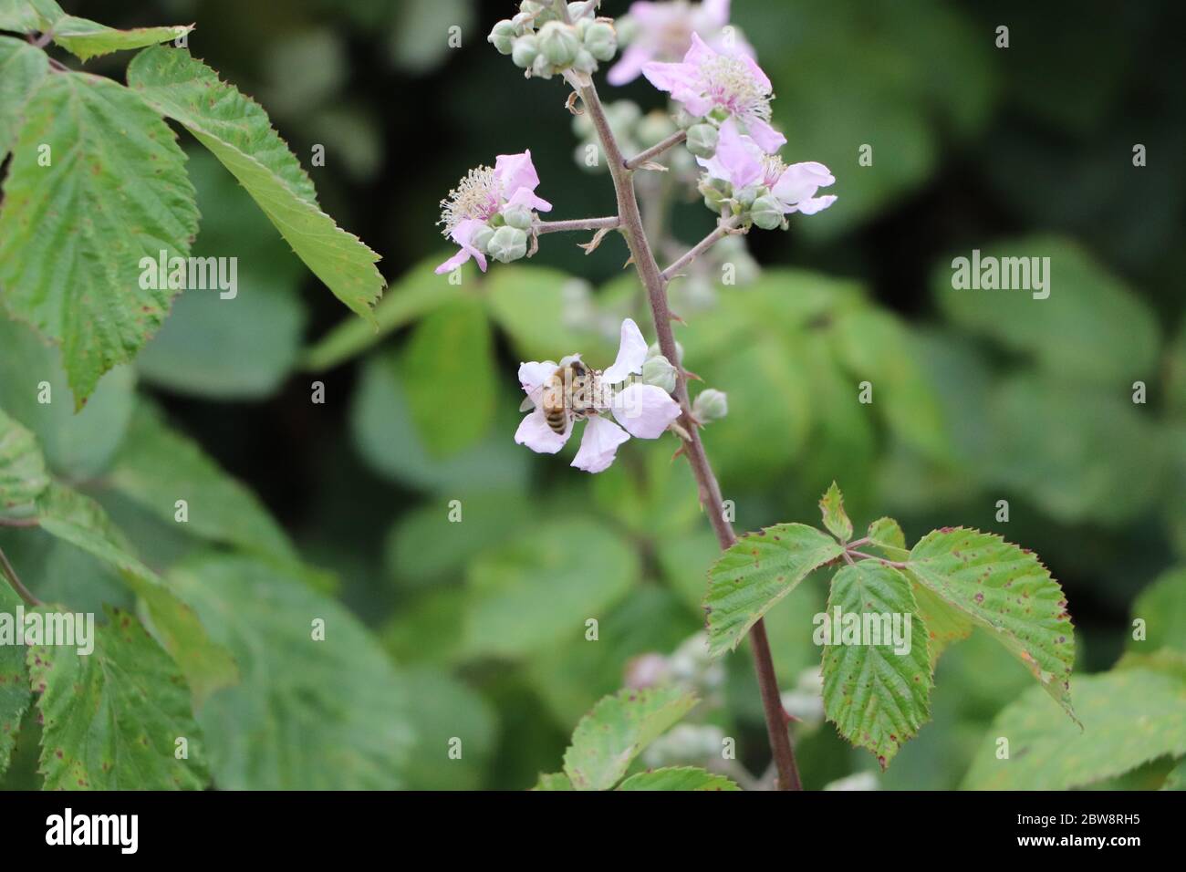 Light pink fruit hi-res stock photography and images - Alamy