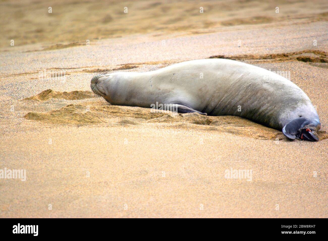 Monk tail hi-res stock photography and images - Alamy