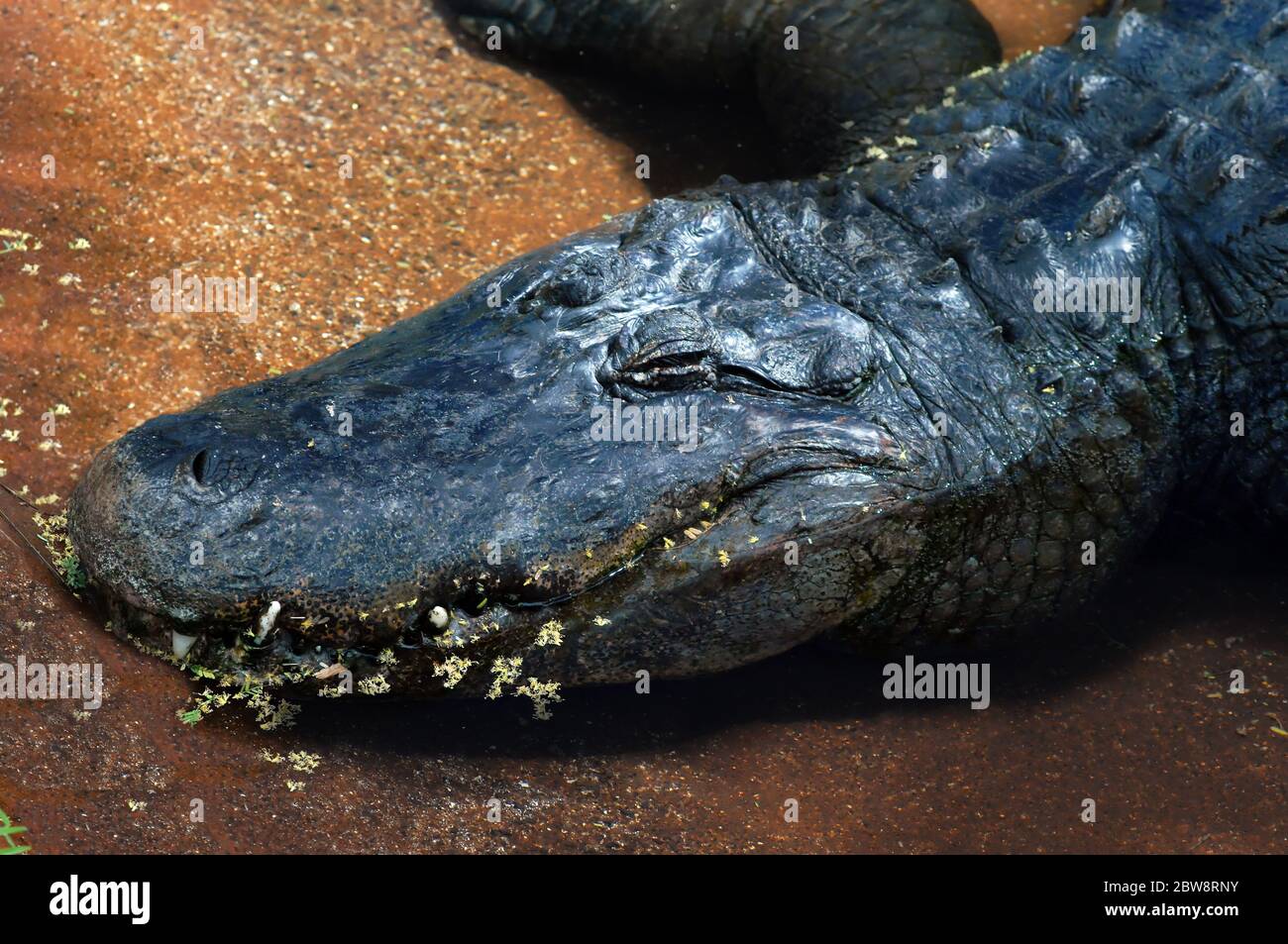 Aligator lays in the sun with his eyes closed and jaws closed Stock ...