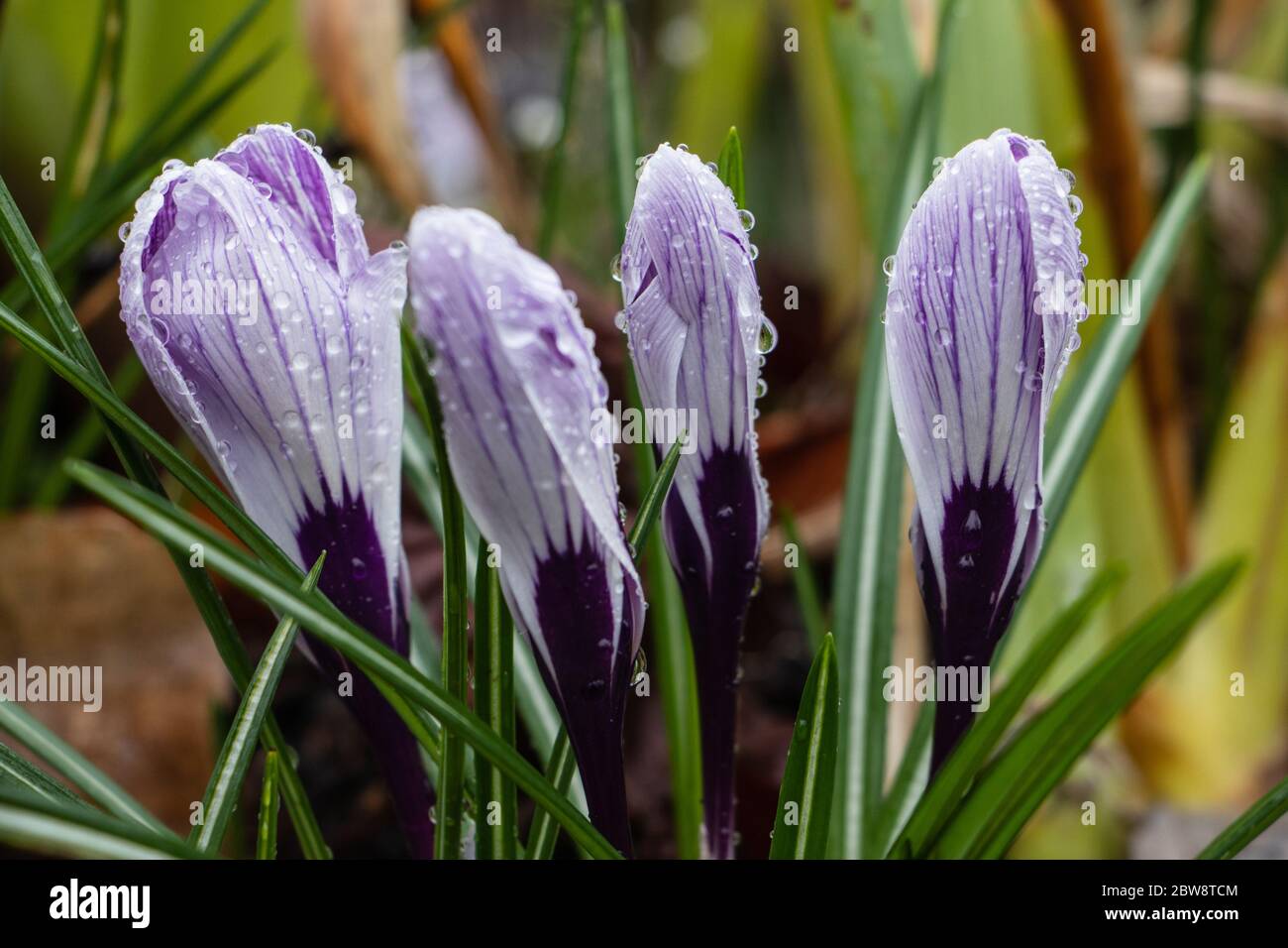 Four crocus buds covered with raindrops in a spring garden Stock Photo ...