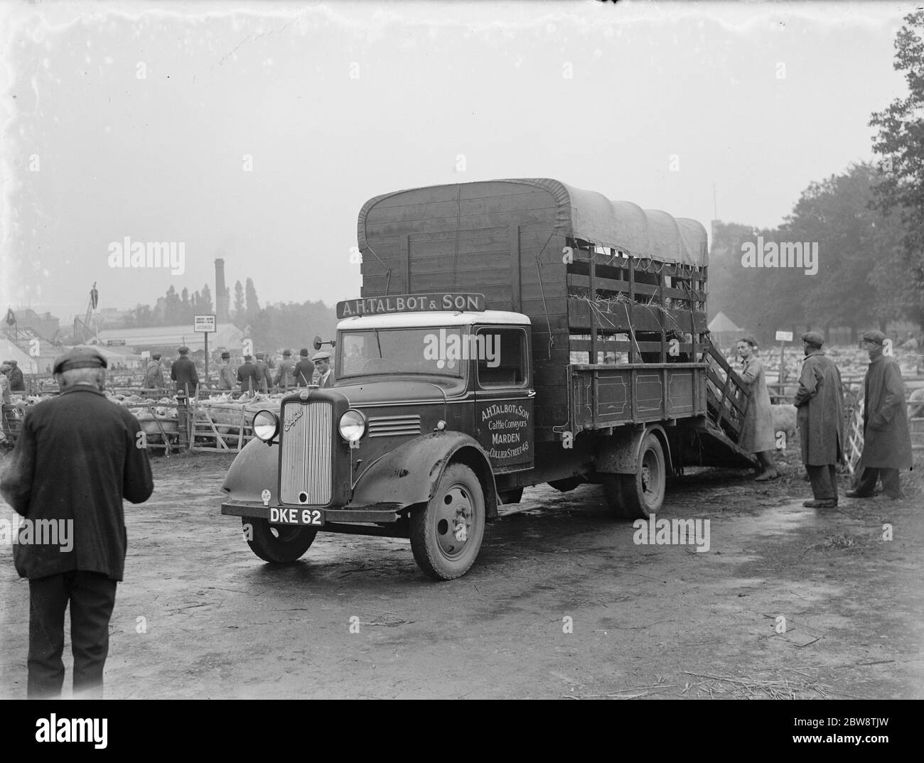 Sheep are being loaded up onto a Bedford lorry belonging to W James ...