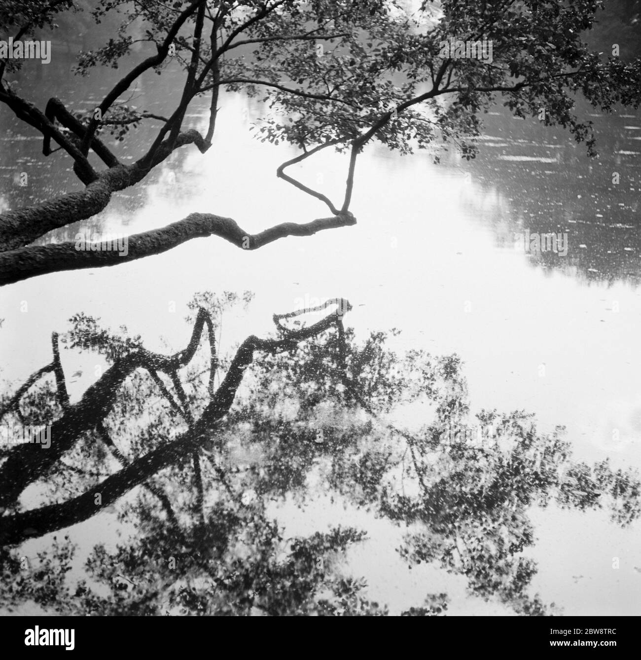 Overhanging tree branches hi-res stock photography and images - Alamy