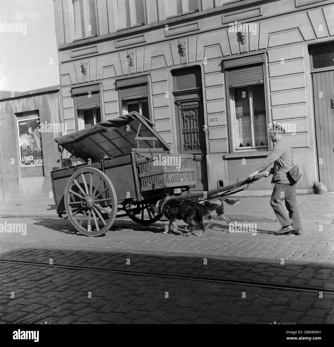Belgian cart dogs in Ghent , Belgium . 1938 Stock Photo - Alamy