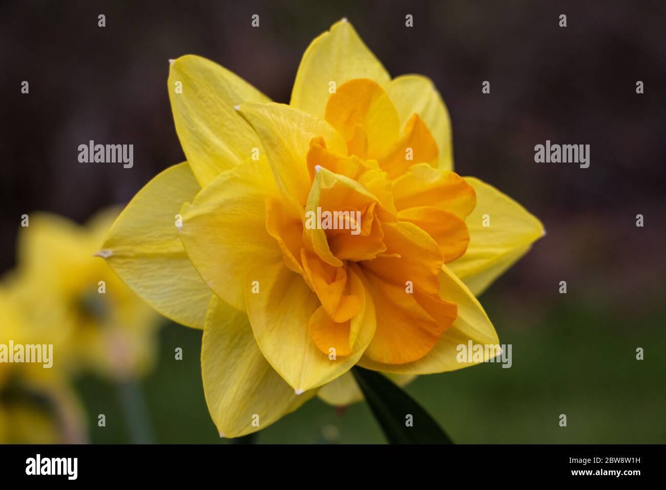 Double daffodil hi-res stock photography and images - Alamy