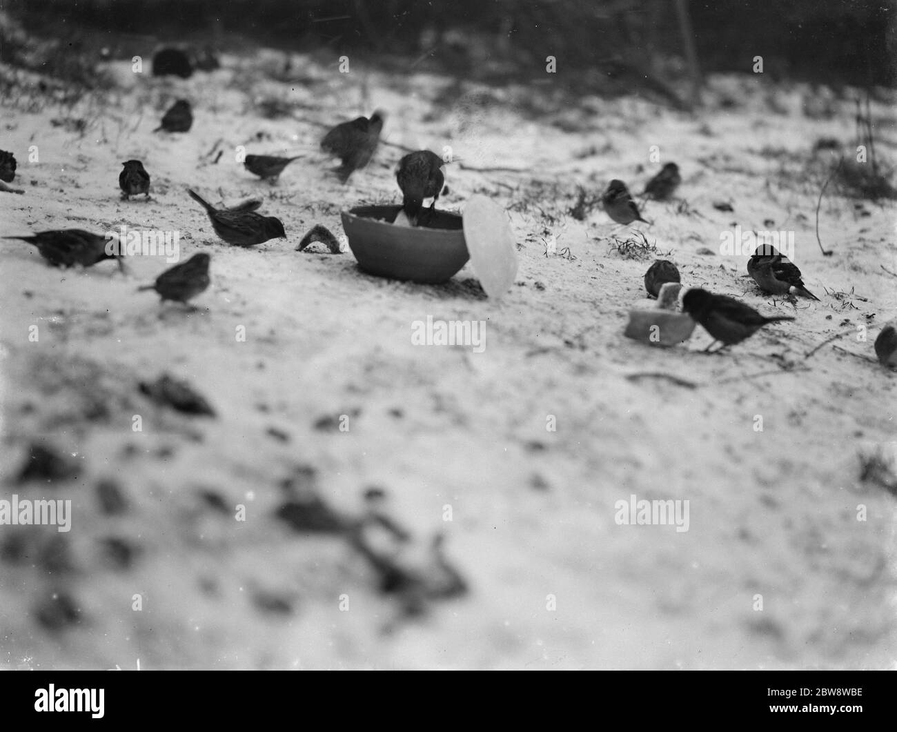 Rummaging for food hi-res stock photography and images - Alamy