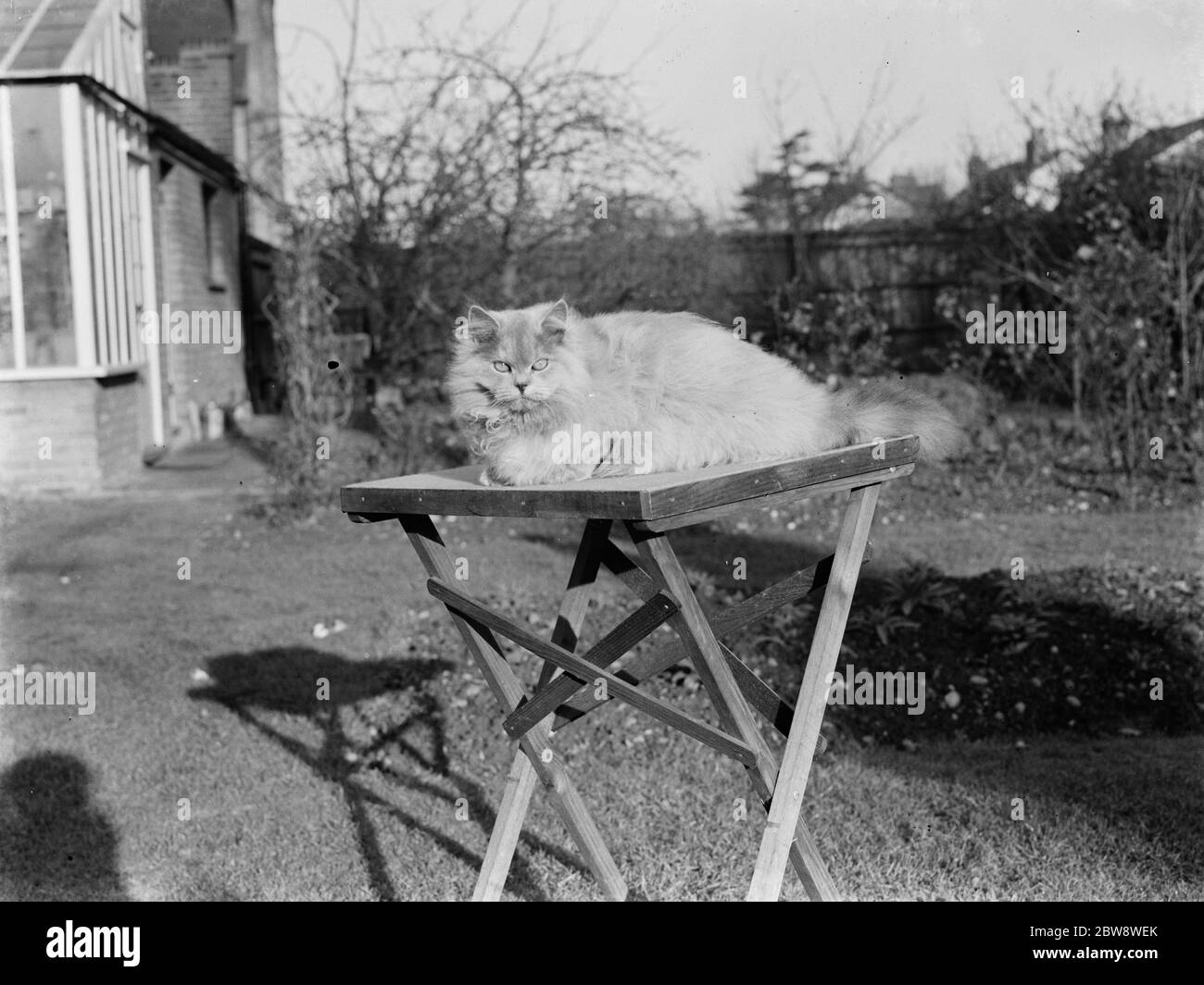 Prize cat belonging to the Mayoress of Bexley , Mrs Buckingham . 1938 ...