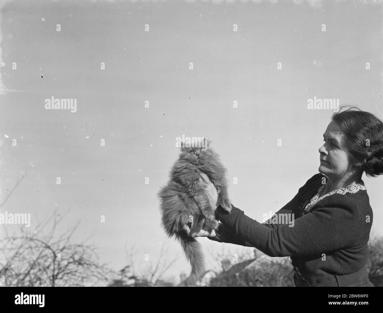 The Mayoress of Bexley , Mrs Buckingham holding her prize cat . 1938 ...
