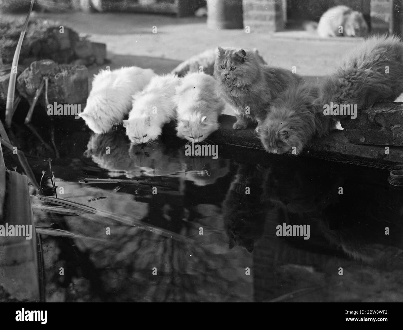 Mrs Buckingham , The Mayoress of Bexley 's cats drinking water from a ...