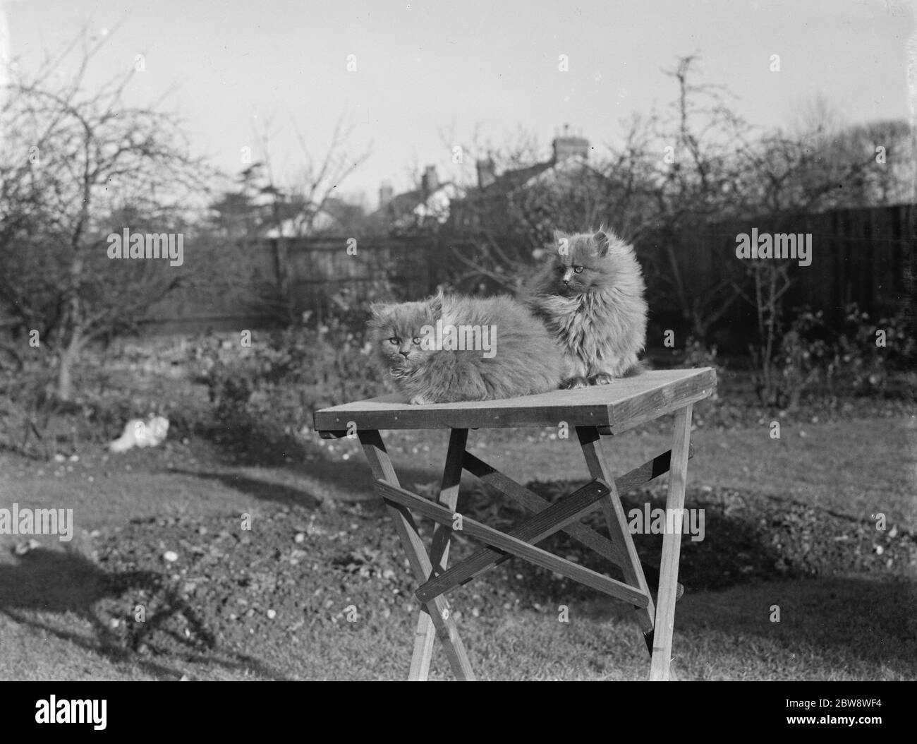 Prize cats belonging to the Mayoress of Bexley , Mrs Buckingham . 1938 ...