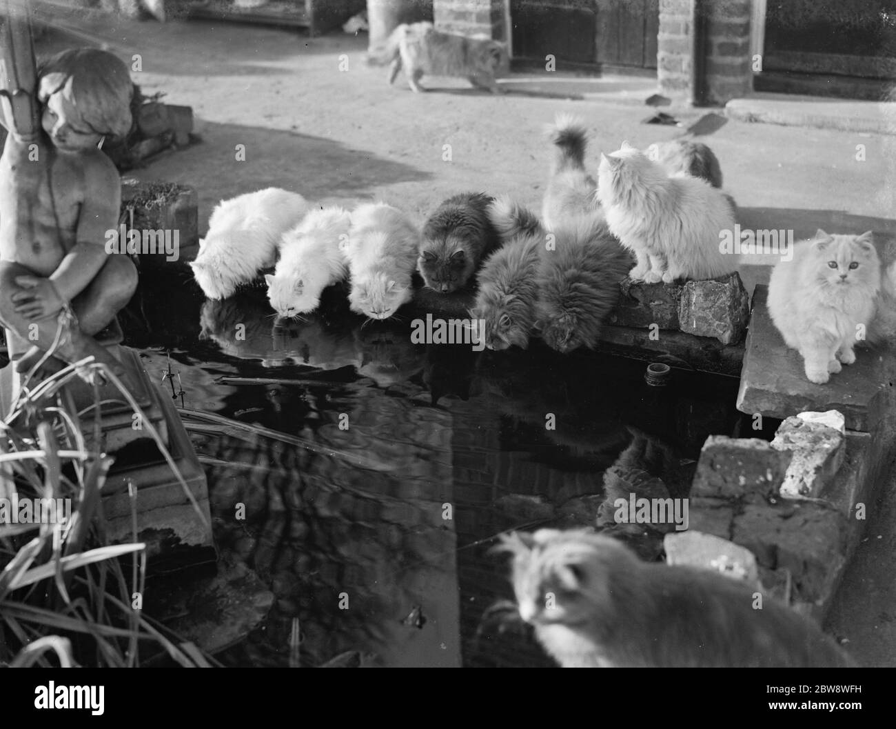 Mrs Buckingham , The Mayoress of Bexley 's cats drinking water from a ...