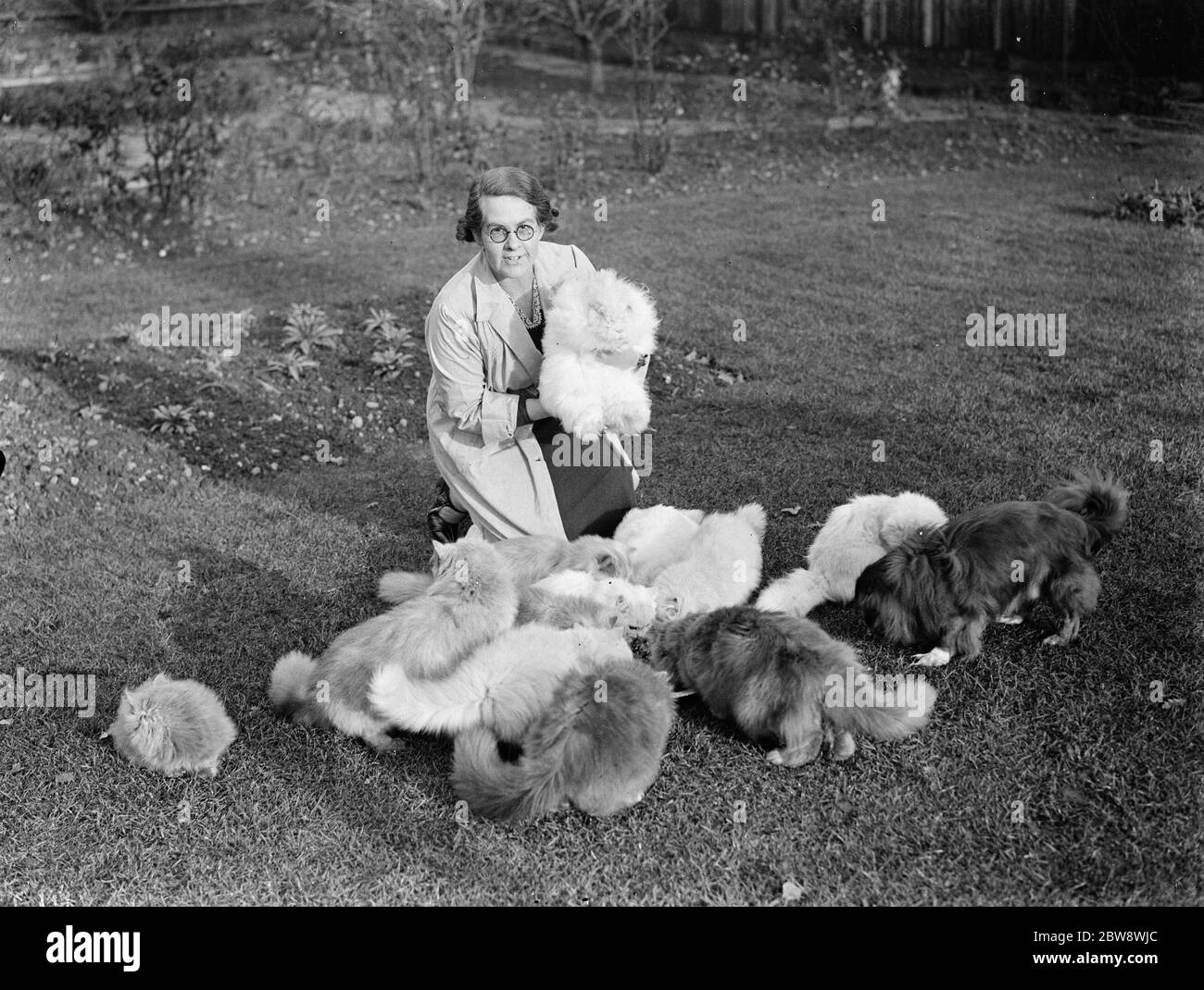 The Mayoress of Bexley , Mrs Buckingham with some of her prize cats ...
