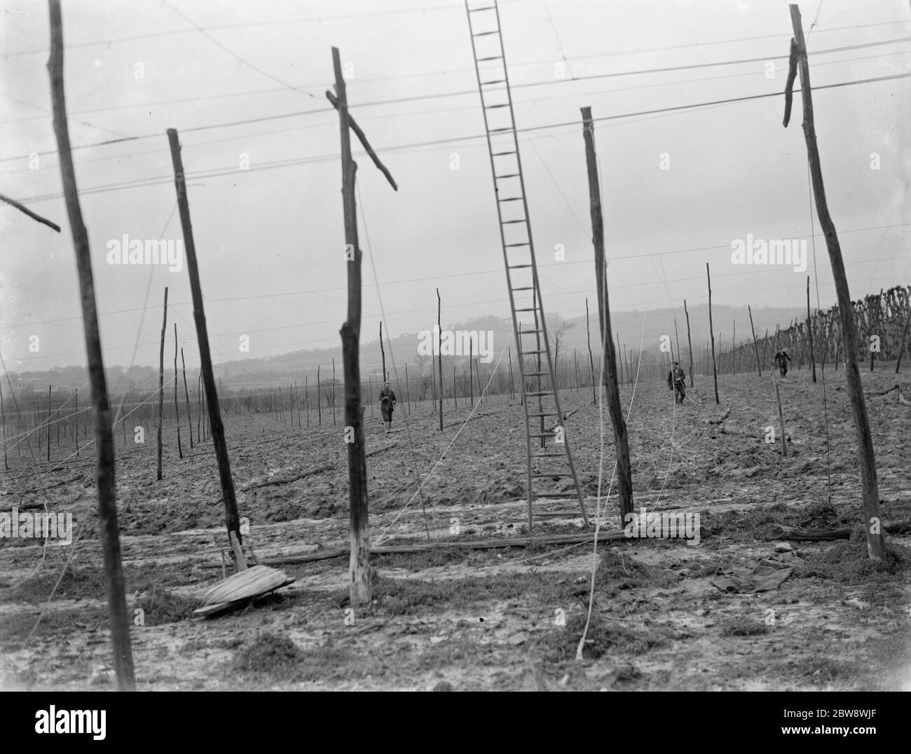 Hop poles hi-res stock photography and images - Alamy
