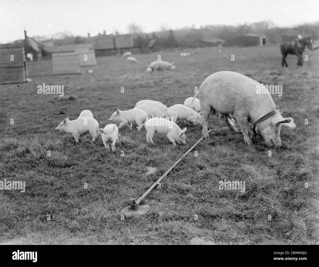 Horse pigs Black and White Stock Photos & Images - Alamy