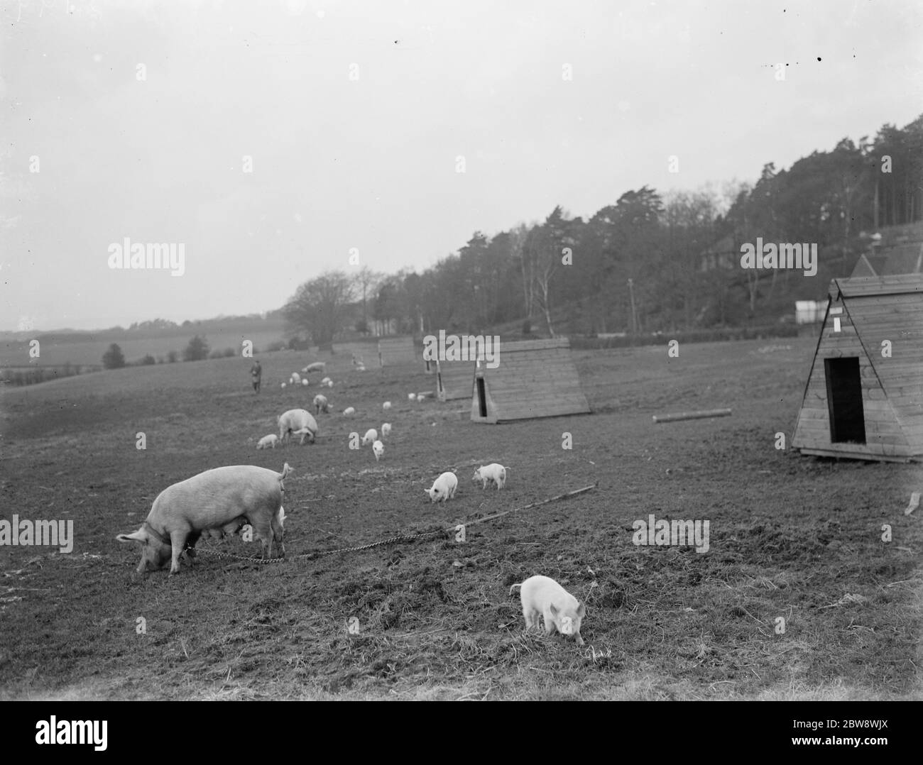 Pigs at Homewoods Farm in Seal , Kent . 1937 Stock Photo - Alamy