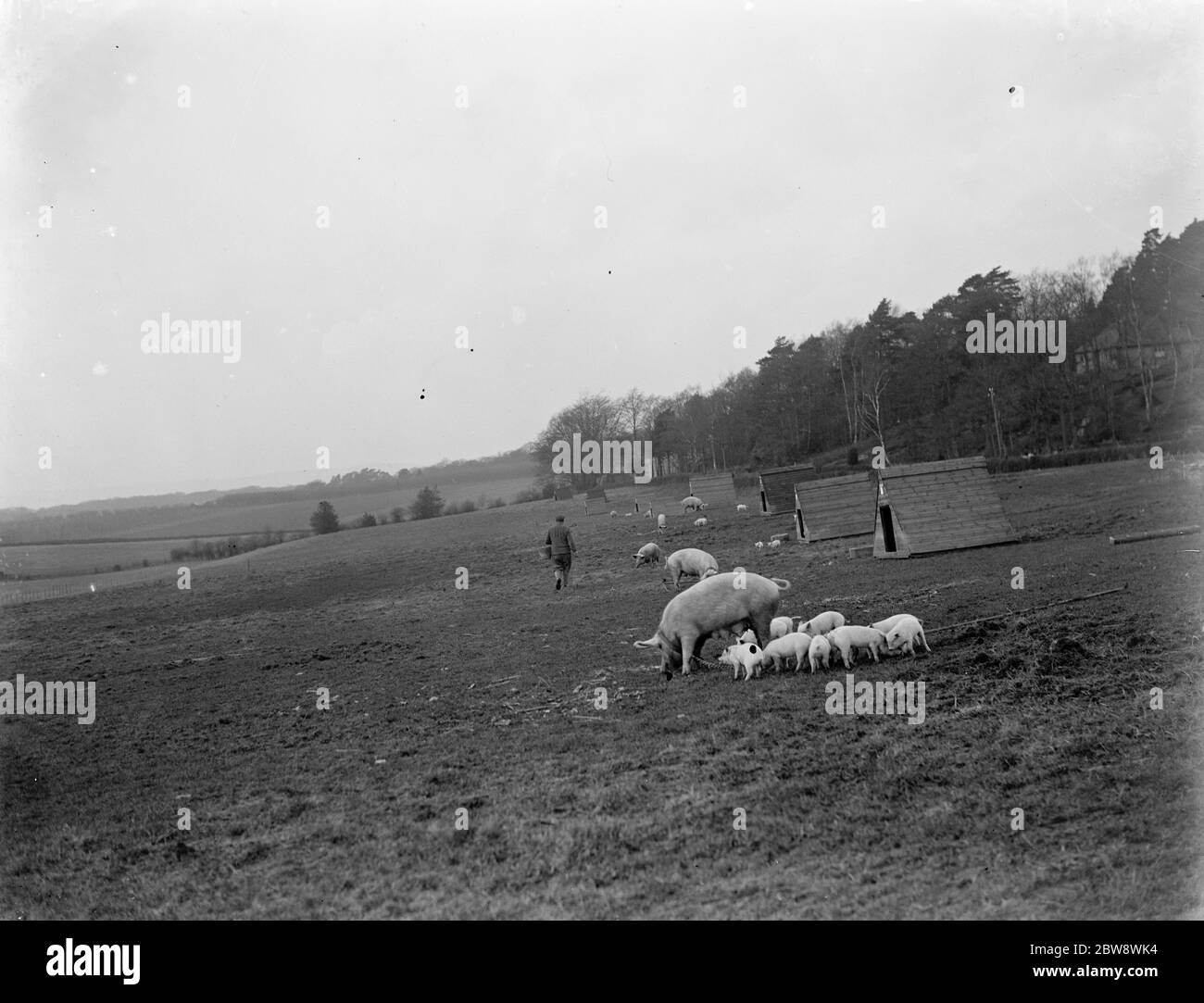 Pigs at Homewoods Farm in Seal , Kent . 1937 Stock Photo - Alamy