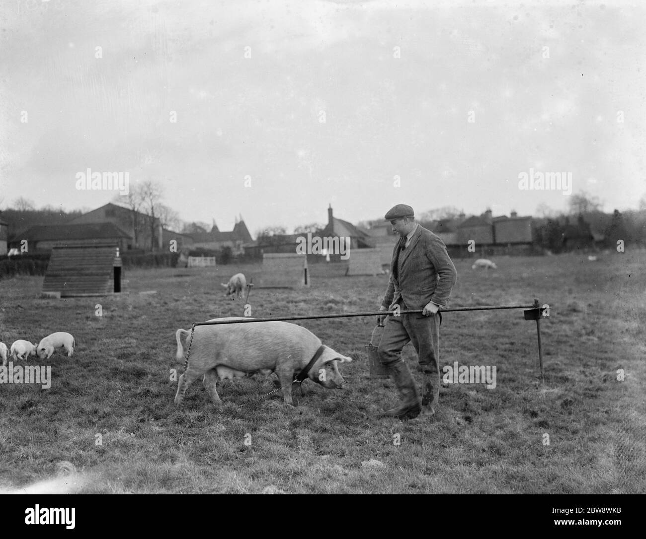 Tethered animals Black and White Stock Photos & Images - Alamy