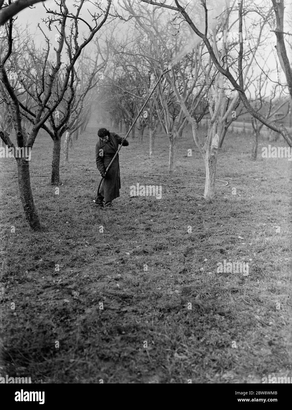Spraying trees in fruit orchard Black and White Stock Photos & Images ...