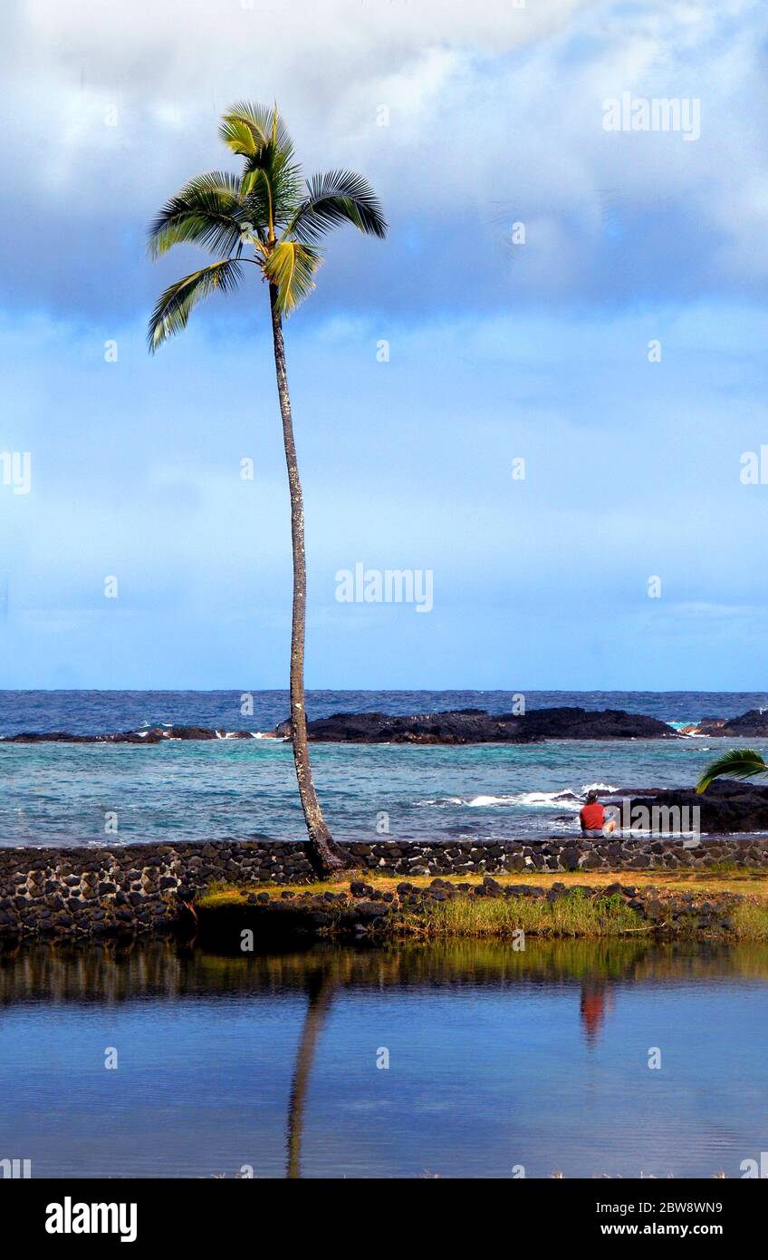 One lone rock palm tree hi-res stock photography and images - Alamy