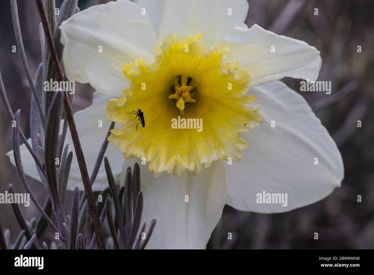 Insect and daffodil hi-res stock photography and images - Alamy