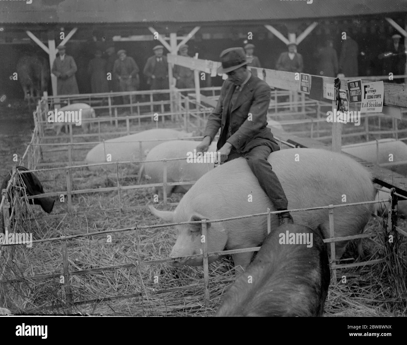 Fat Stock Show Black and White Stock Photos & Images - Alamy
