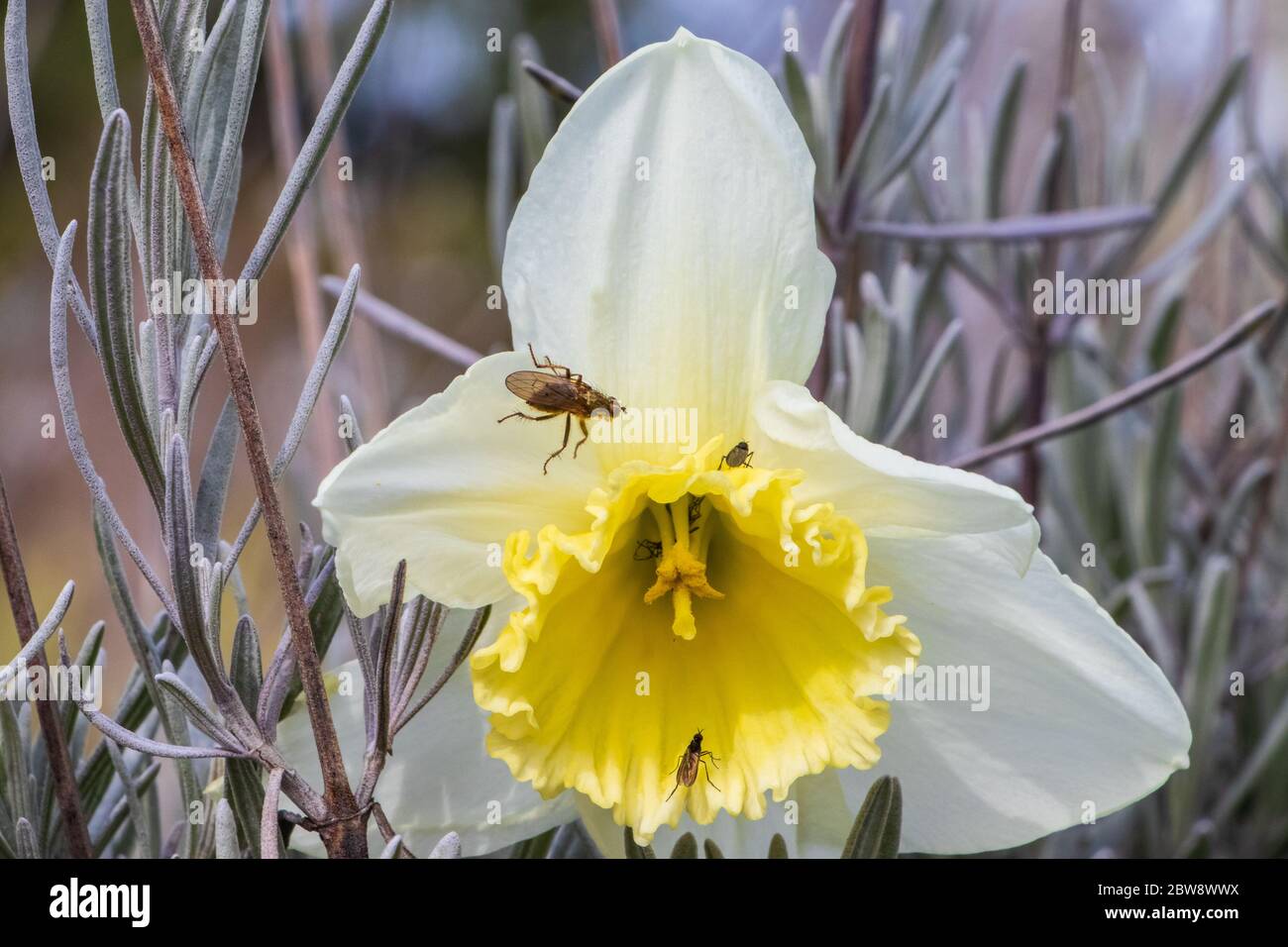 Narcissus pseudonarcissus hi-res stock photography and images - Alamy