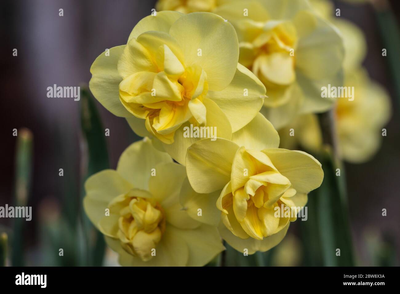Double daffodil hi-res stock photography and images - Alamy