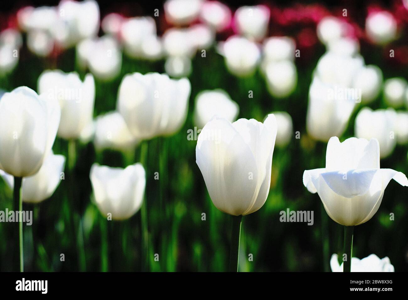 Blindingly bright white tulips in bed 7 (Maureen cultivar) at the ...