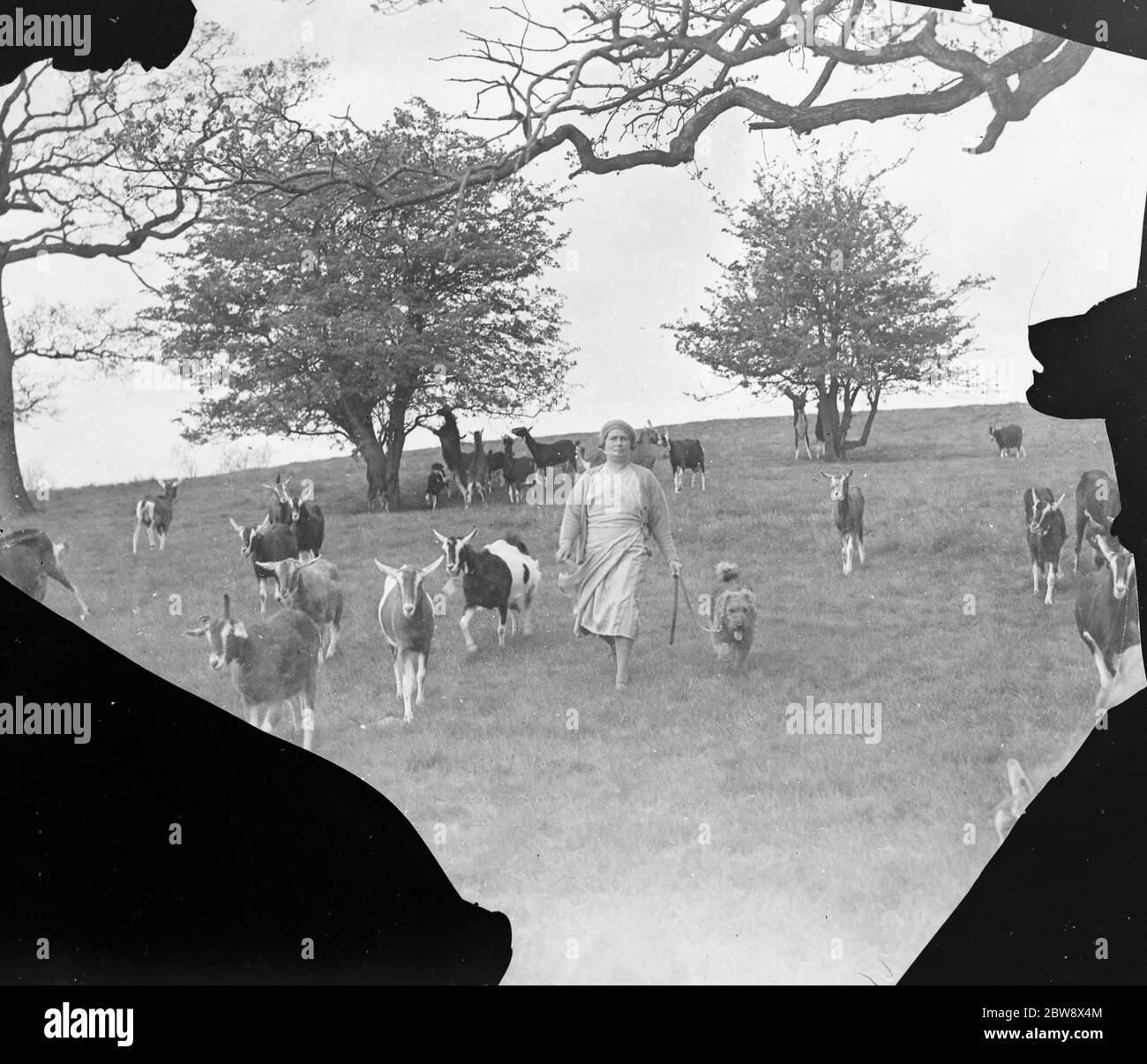 Mrs C Ashbee walks through a field , with her dog , on a goat farm in ...