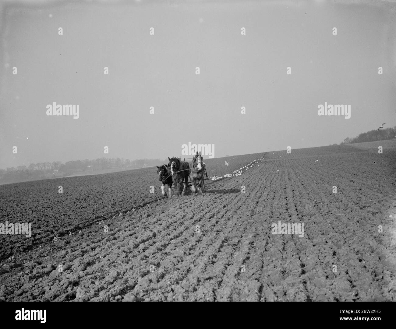 Plough horses hi-res stock photography and images - Alamy