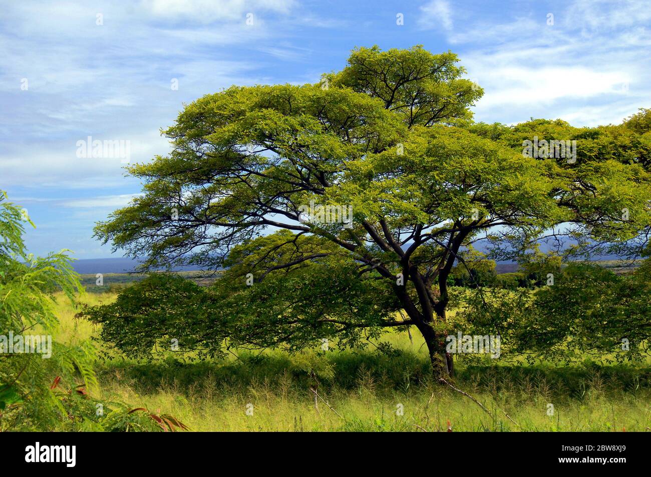 Monkey pod tree hi-res stock photography and images - Alamy