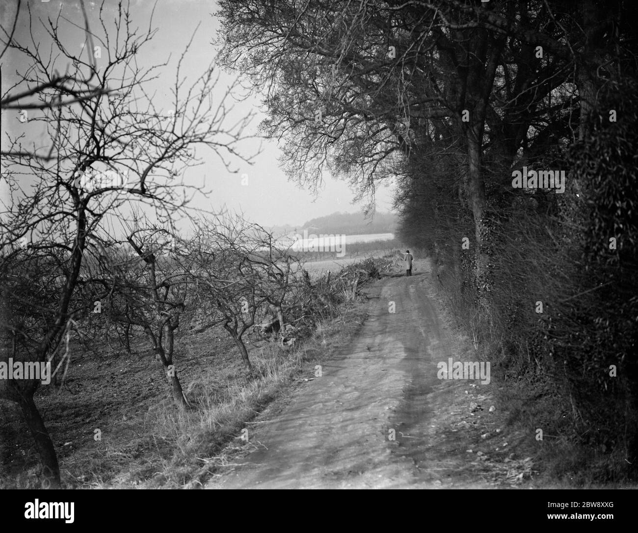 A path through Farningham Woods , Kent . 1938 Stock Photo - Alamy