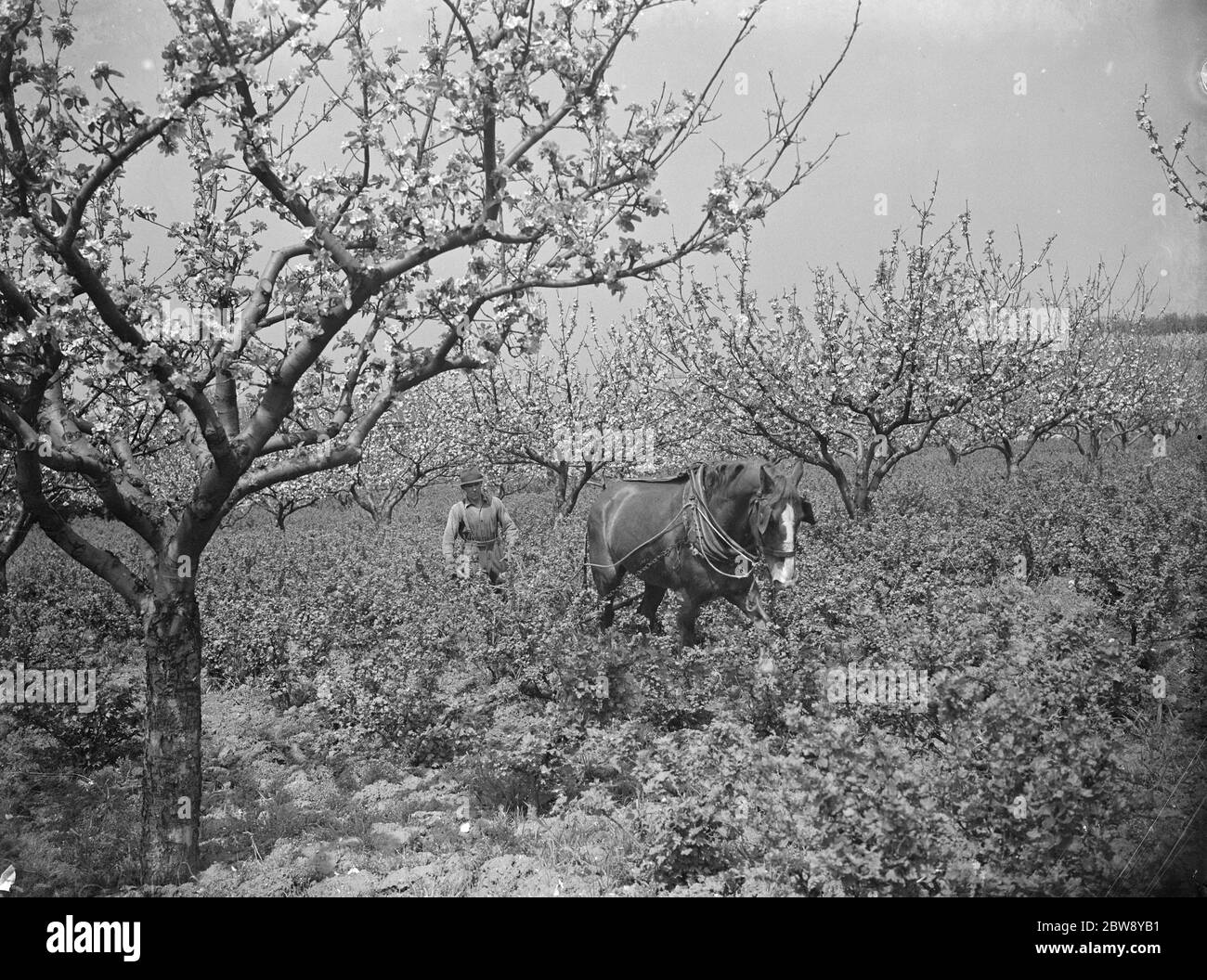 Flower of kent apple Black and White Stock Photos & Images - Alamy