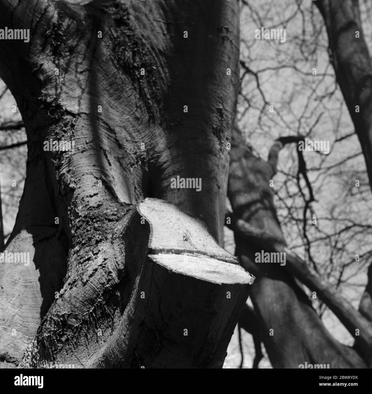 A lopped beech tree branch with rising sap . 1939 Stock Photo - Alamy